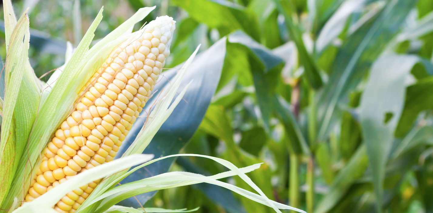 El precio del maíz en Rosario baja levemente a inicios de 2026