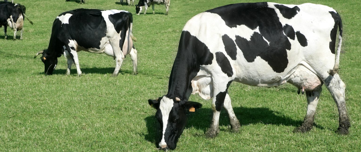 FAO pide transformar la ganadería en América Latina