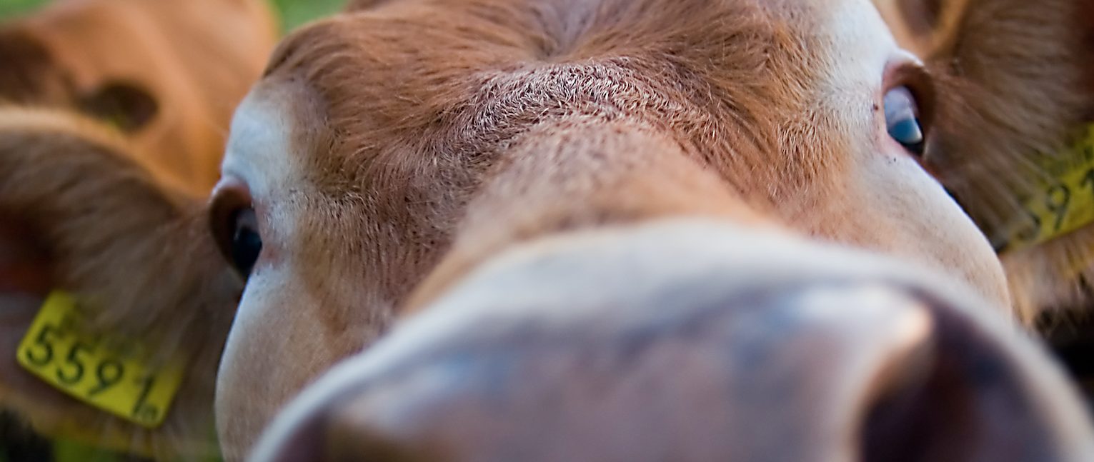 FAO pide transformar la ganadería en América Latina