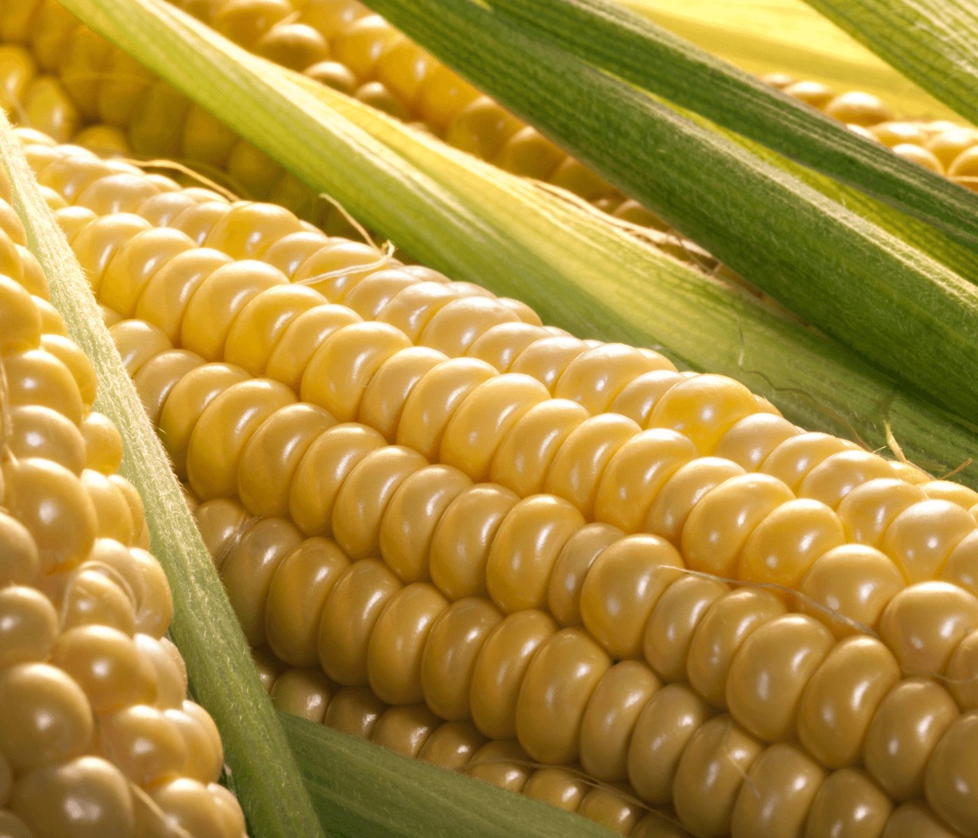 El precio del maíz en Rosario baja levemente a inicios de 2026