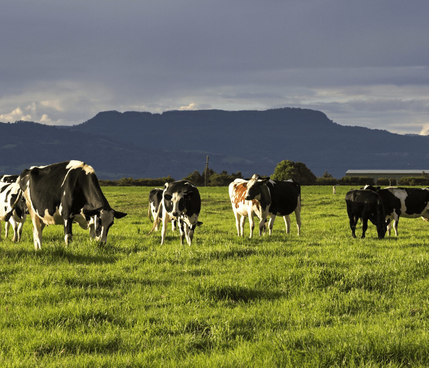 FAO pide transformar la ganadería en América Latina