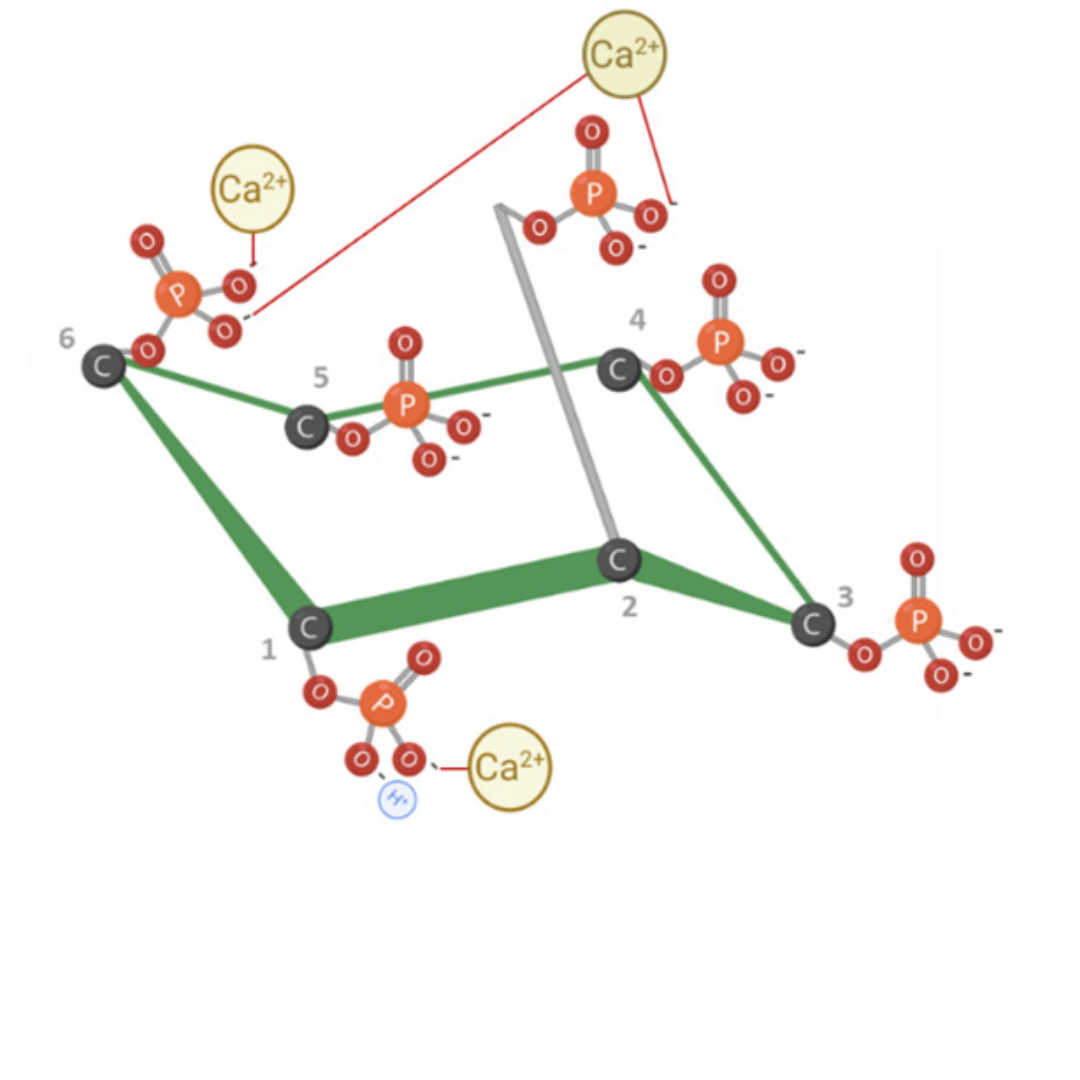 O duplo papel do cálcio: de nutriente essencial a fator limitante ...