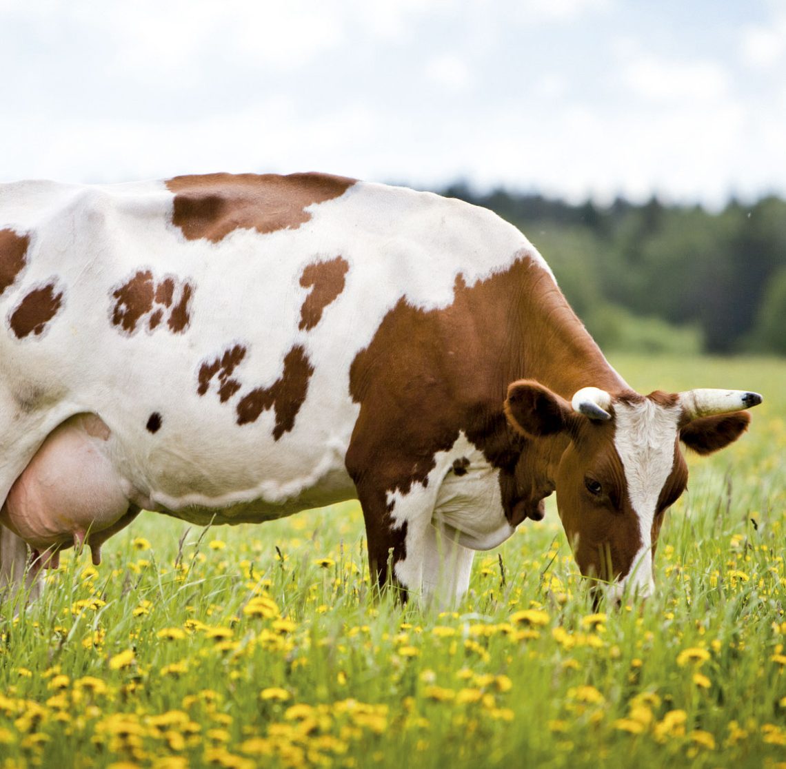 Trace minerals in grazing systems: small doses, big consequences