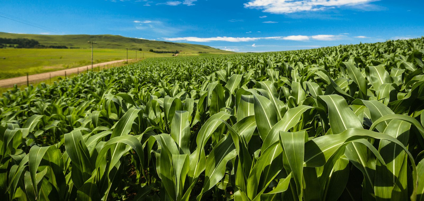Argentina aprueba maíz transgénico innovador contra plagas